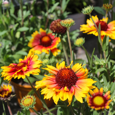 Gaillarde Mesa Bright Bicolor - Fleurs des Cévennes